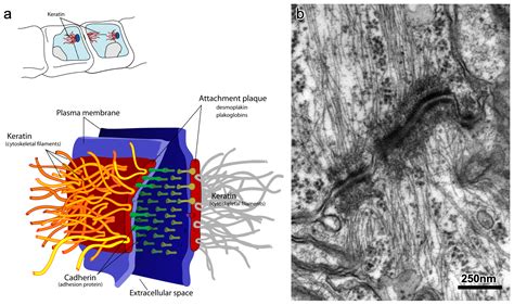 61 Overview Of The Cytoskeleton And Intermediate Filaments Biology