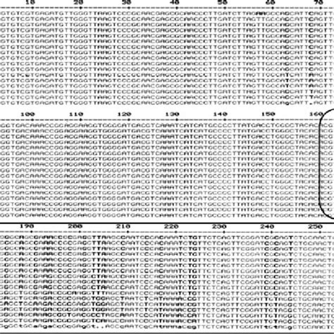 Consensus Nucleotide Sequence Derived From B Subtilis Rrne Based On