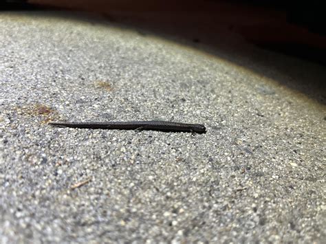 Newt Identification Request R Newts