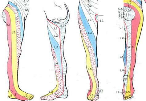 L4 Nerve Root Dermatome Dermatomes Chart And Map