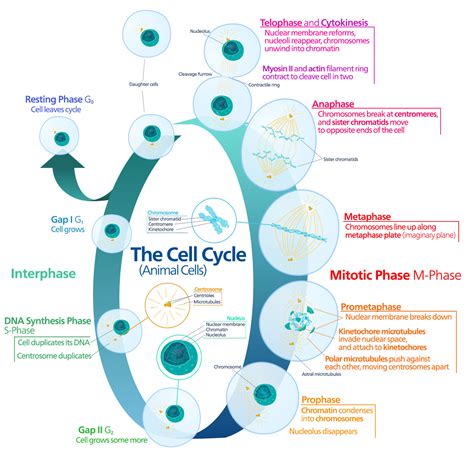 Cellular Senescence And Cancer Therapy Overcoming Immortality