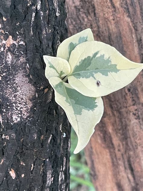 Tree Nature Free Photo On Pixabay Pixabay