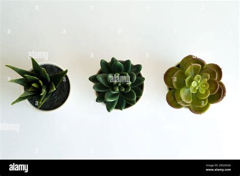 Top View Different Type Of Cactus On White Isolated Background