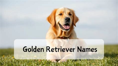 600 Golden Retriever Names For Naming Your New Best Friend