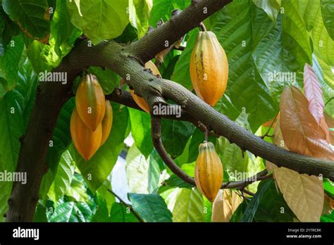 Theobroma Cacao Cacao Tree Yellow Fruits That Contain Cacao Beans Cocoa Tree Stock Photo Alamy