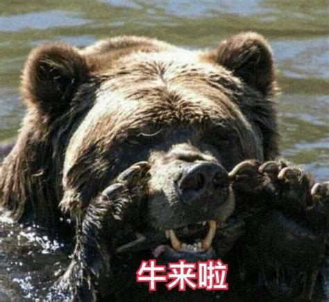 牛呢，我的牛呢 178