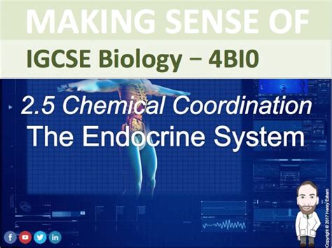 Igcse Endocrine System
