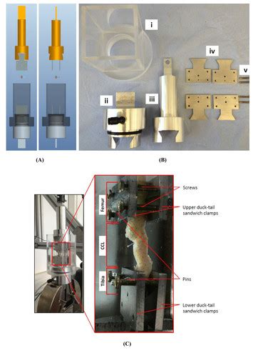 Viscoelastic Characteristics Of The Canine Cranial Cruciate Ligament Complex At Slow Strain