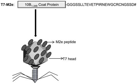 M2e Peptide With A Gggs Linker Is Fused To C Terminus Of 10b Capsid