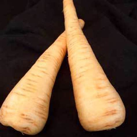 All American Parsnip Seeds 3 G ~500 Seeds Non Gmo Heirloom