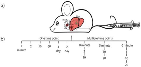 Schematic Diagram Showing A Hydrodynamic Injection Into The Tail Vein Download Scientific