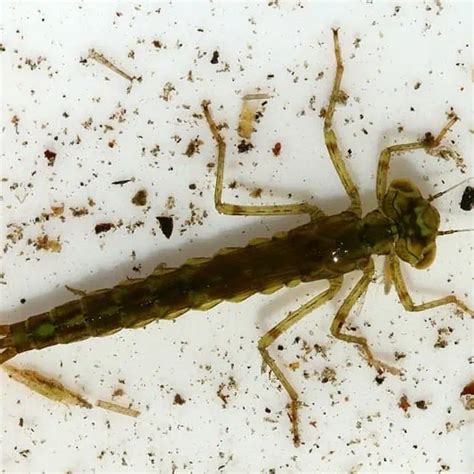 List Of Common Aquatic Pond Insects Pictures And Identification Pond