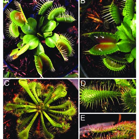 Thigmonastic Movement Of Leaflets In Mimosa Pudica A Leaflets Open