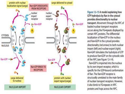 Intracellular Trafficking And Protein Sorting Pptx