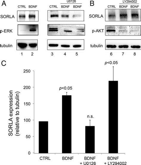 Bdnf Induces Sorla Expression Through Mek But Not Pi3k A B Primary Download Scientific