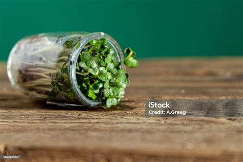 성장하는 마이크로 그린 알팔파 콩나물 무 양상추 양배추를 나무 받침대에 새는 유리 항아리 비건 에코 식품에 대한 씨앗을 발아 홈