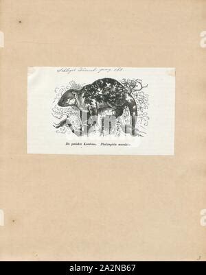 Phalangista Maculata Print The Common Spotted Cuscus Spilocuscus