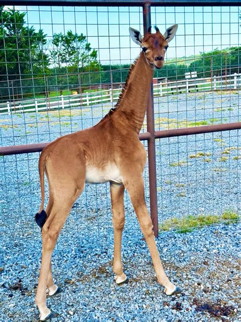 Giraffe Hakodate