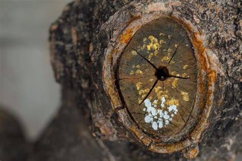 Premium Photo Close Up Of Grasshopper On Tree Trunk