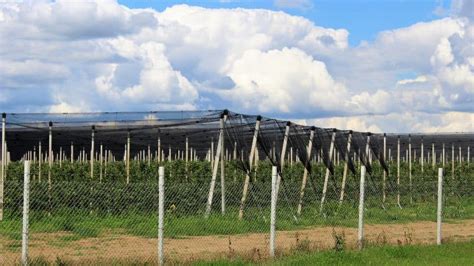 Protecting Your Fruits With Hail Proof Fruit Netting Eyouagro