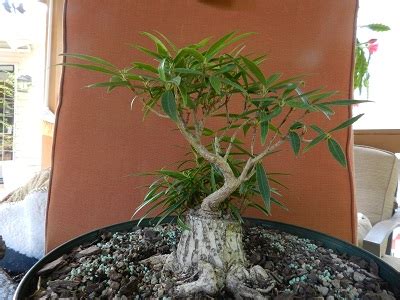 Sumo Shohin Willow Leaf Ficus Page 2