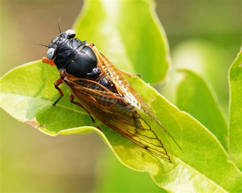 Species Periodical Cicada Information Pages Biodiversity Research Collections University