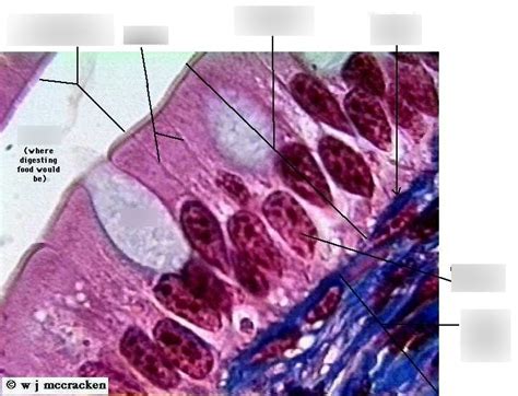 What Is Ciliated Columnar Epithelium Class 9 At Kristie Rhodes Blog