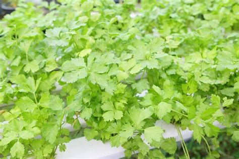 Premium Photo Celery Leaf Vegetable Hydroponic Farms Garden Organic