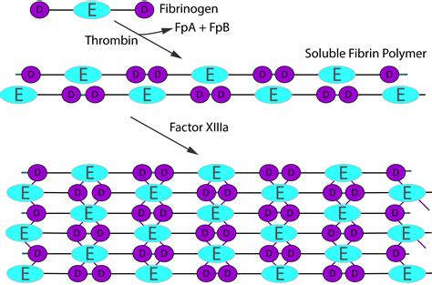 Fibrin Structure
