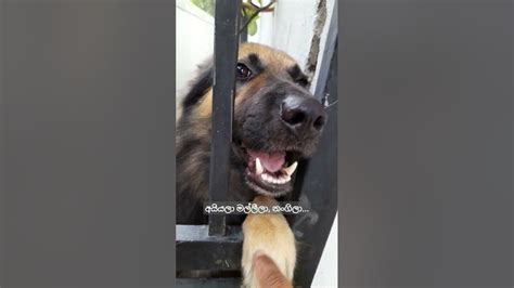 මගේ ළමයි ️ ️ ️ ආදරේ කෙනෙක්ට දෙනවා 😁😁 Youtube