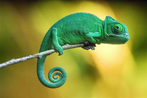 Chameleon Random Photographs and Video | Chameleon Web Services
