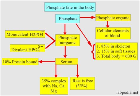 Phosphorus To Phosphate Hot Deal