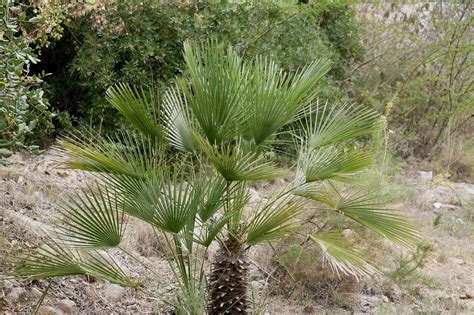 Nature Vegetation Trees Free Photo On Pixabay Pixabay