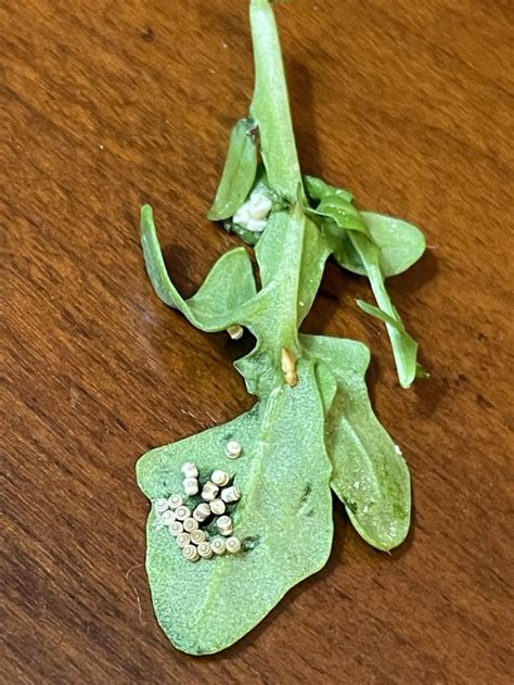 Weird Small Cylinder Objects On My Arugula R Salad
