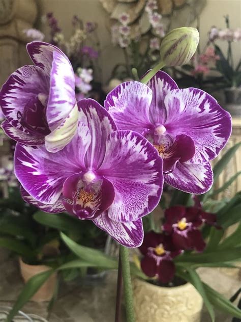 Орхідейна барахолка куплю продам обміняю