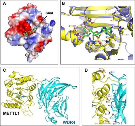 Modelling Structure Of Mettl1 Wdr4 A Surface Representation Of The Download Scientific