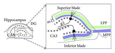 Connectivity Of Lateral Perforant Path Lpp And Medial Perforant Path Download Scientific