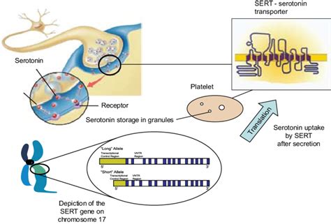Translation Of The Sert Gene Serotonin Uptake By Sert In The Synapse