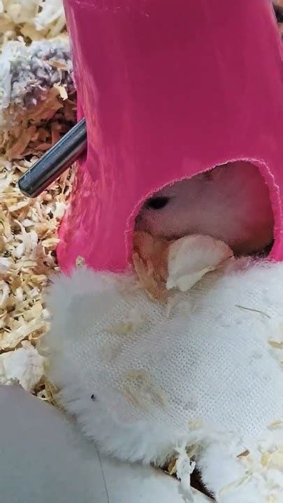 숨어서 양배추 먹기 햄스터 Youtube