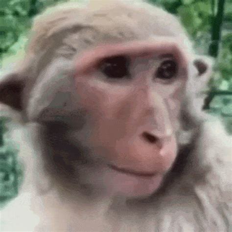 Funny Monkey  Funny Monkey Monkey Discover And Share S