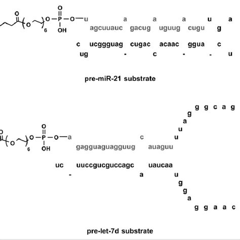 Pre Mirna Substrate Structures For Primary And Two Dimensional Screening Download Scientific