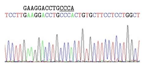 Electropherograms Showing A Control Sequence B C301307dupcccactg