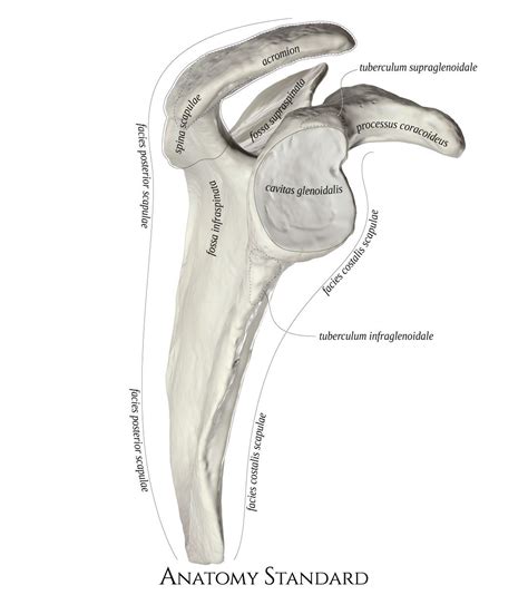 This Bone Articulates With The Glenoid Fossa