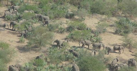 Eritrea Becomes 20th Member Of The Elephant Protection Initiative Madote