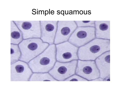 Epithelial Tissue Identification Ppt Biological Sciences Science
