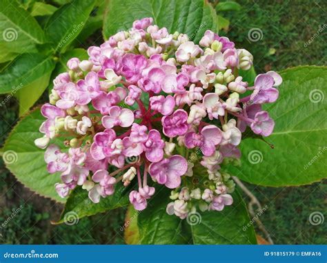 Pink Hydrangea Macrophylla Ayesha Flower Stock Image Image Of Pink