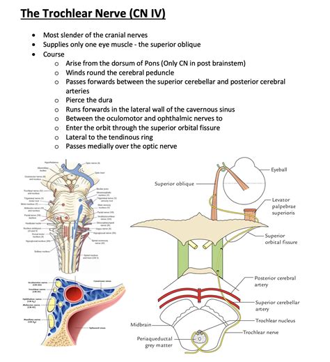 Trochlear Nerve
