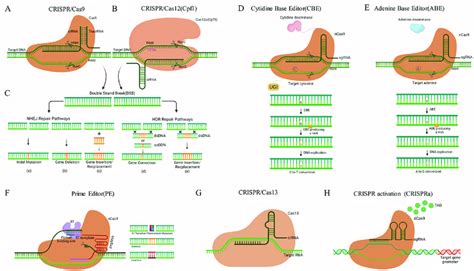The Methodology Of Major Crisprcas Systems A Crisprcas9 Induces