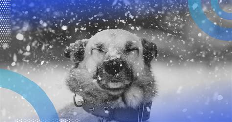 What Is Snowflake Data Warehouse A Tutorial Built In