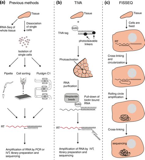 Seeing Is Believing New Methods For In Situ Single Cell